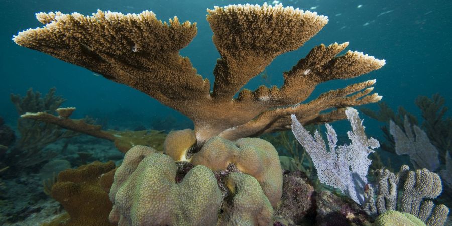 TNC Caribbean Hosting Coral Reef Showcase At CBU 55th Assembly in ...